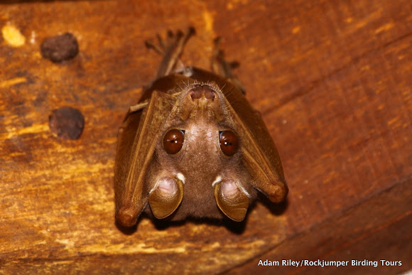 Peter's Dwarf Epauletted Fruit Bat | Project Noah