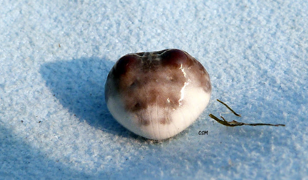 Bolas Spider | Project Noah