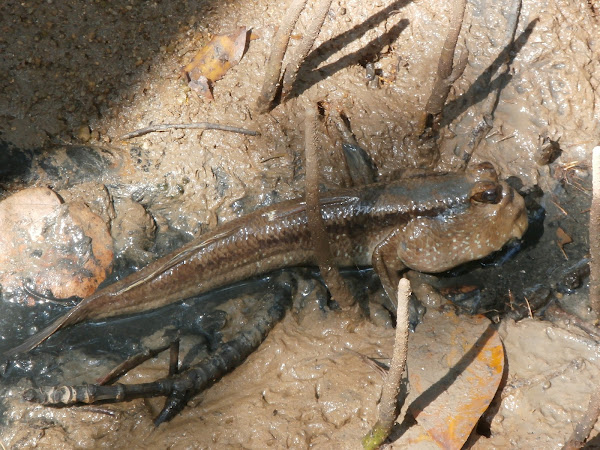 Giant Mudskipper | Project Noah