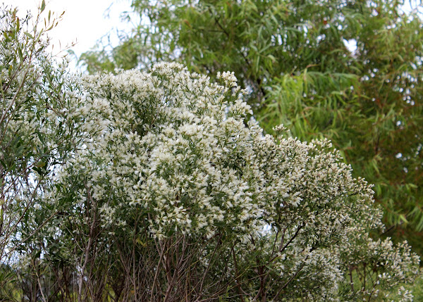 Groundsel bush, Baccharis | Project Noah