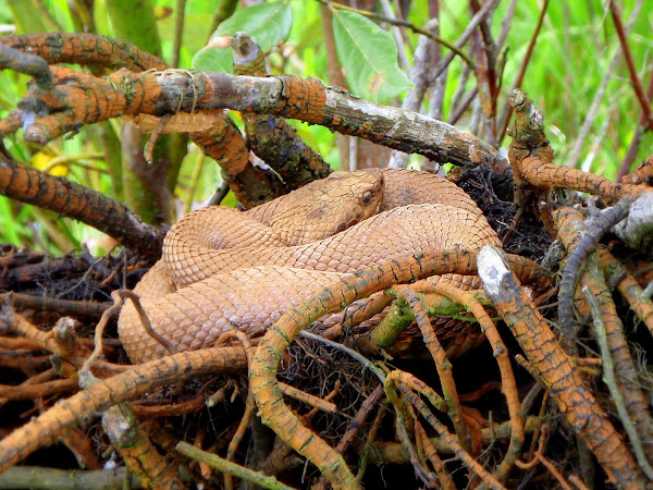 Eastern Cottonmouth | Project Noah