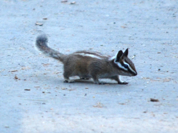 Western Chipmunk | Project Noah