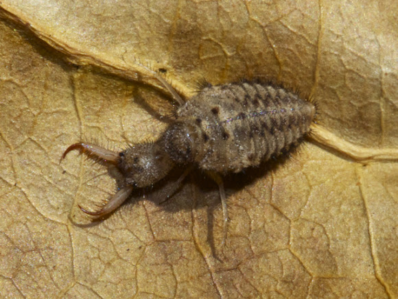 Antlion Larva | Project Noah