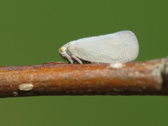 Grey Planthopper | Project Noah