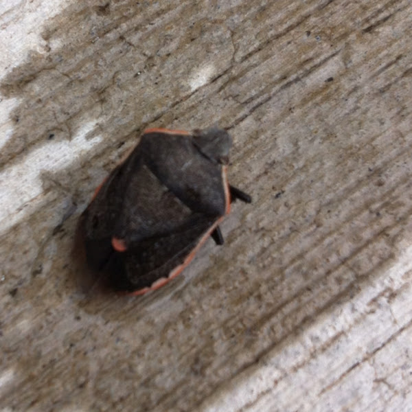 Conchuela Bug | Project Noah