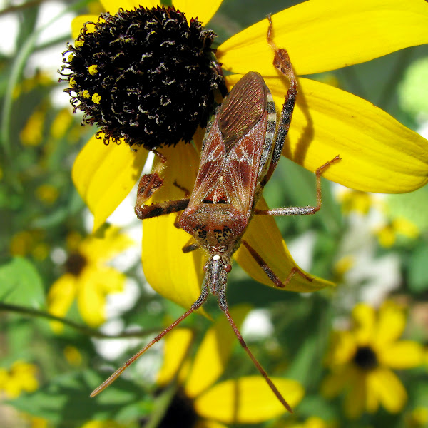 Western Conifer Seed Bug | Project Noah