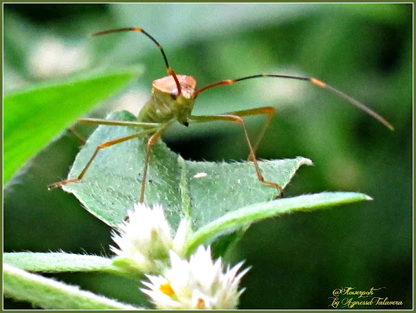Slender Rice Bug | Project Noah