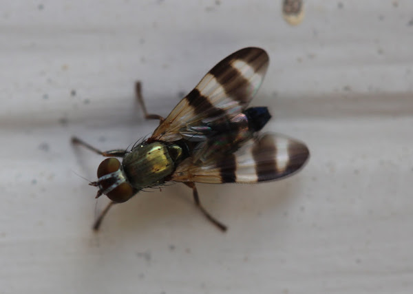 Walnut Husk Fly | Project Noah