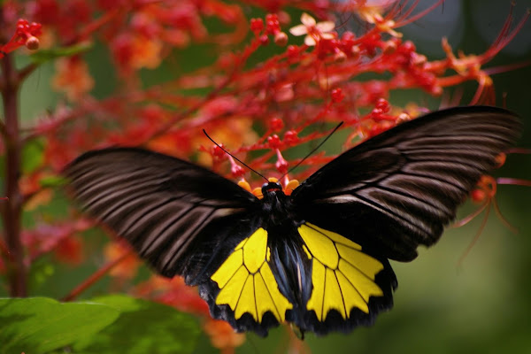 Southern Birdwing in flight | Project Noah