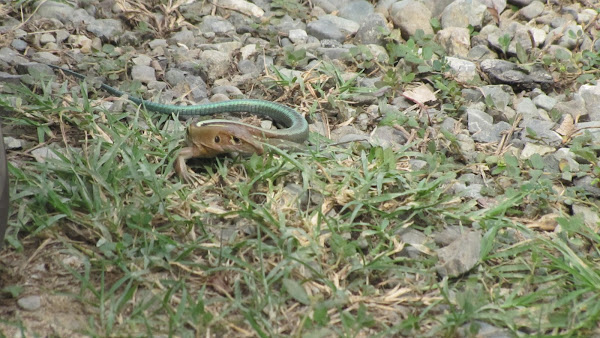 Ground Lizard | Project Noah