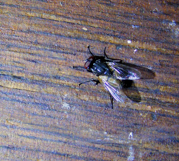 Bush Fly | Project Noah