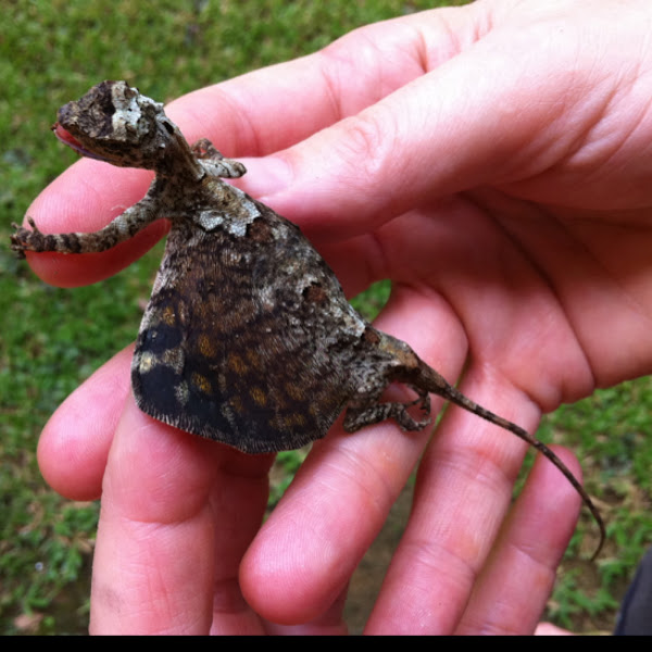 Gliding lizard | Project Noah