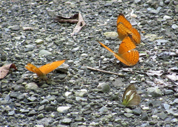 Large Yeoman (Male) | Project Noah