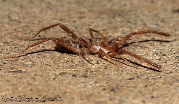 Straight-faced Solifugid | Project Noah