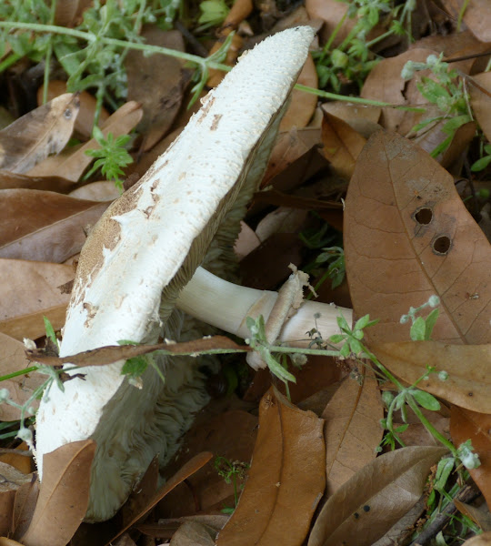 Deadly Dapperling | Project Noah