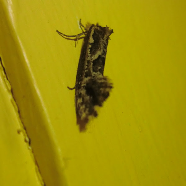 Tineid Moth | Project Noah