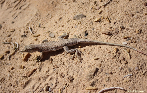 Small-spotted Lizard | Project Noah