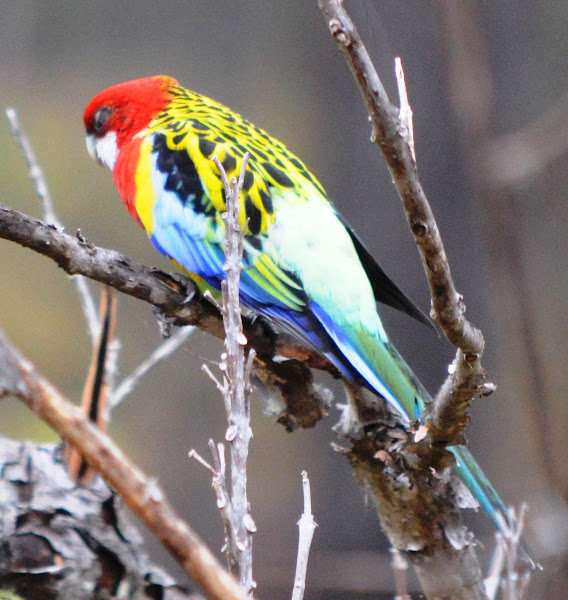 Eastern Rosella | Project Noah