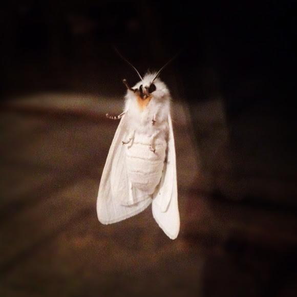 Agreeable tiger moth | Project Noah