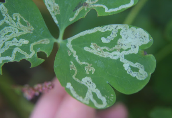 Columbine Leaf Miner | Project Noah
