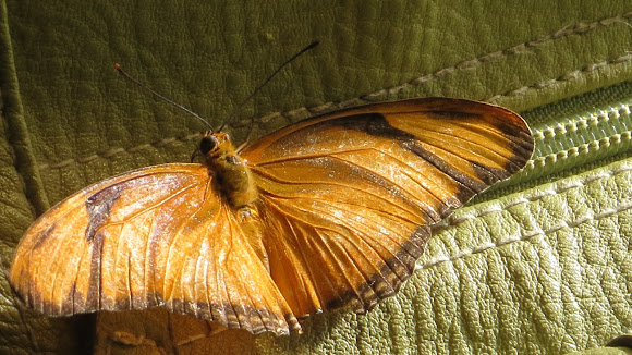 Julia longwing butterfly | Project Noah