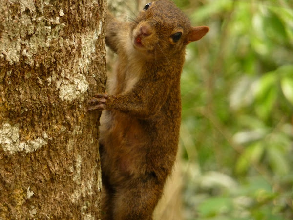 Brazilian Squirrel | Project Noah
