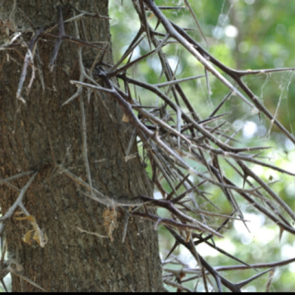 Honey Locust Thorns | Project Noah