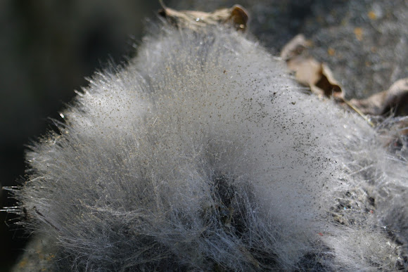 Phycomyces blakesleeanus | Project Noah