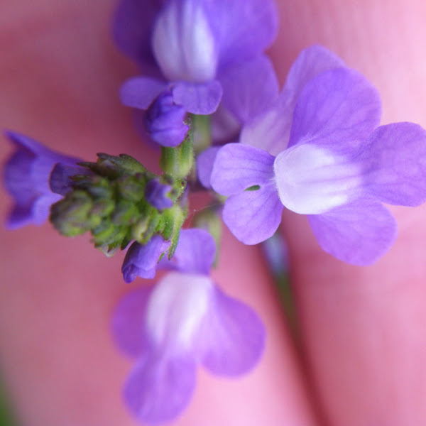 Canada Toadflax | Project Noah