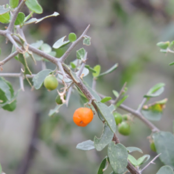 Desert Hackberry | Project Noah