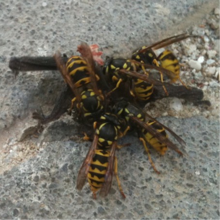 Spotting | Project Noah