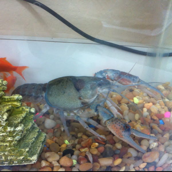 Texas Prairie Crawfish | Project Noah