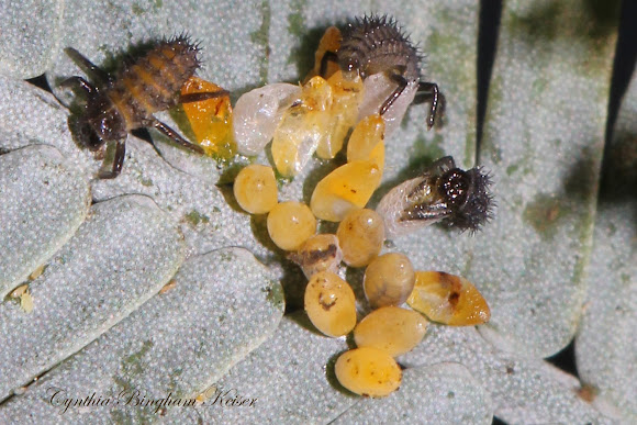 Harlequin Ladybug Larvae (hatching) | Project Noah