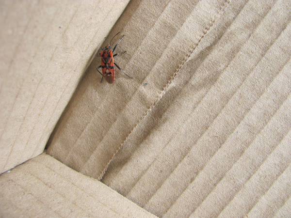 Lygaeid Bug | Project Noah