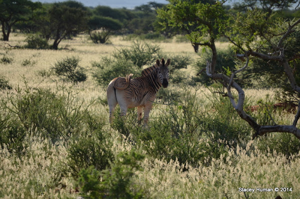Quagga/ Light-rumped plains zebra | Project Noah