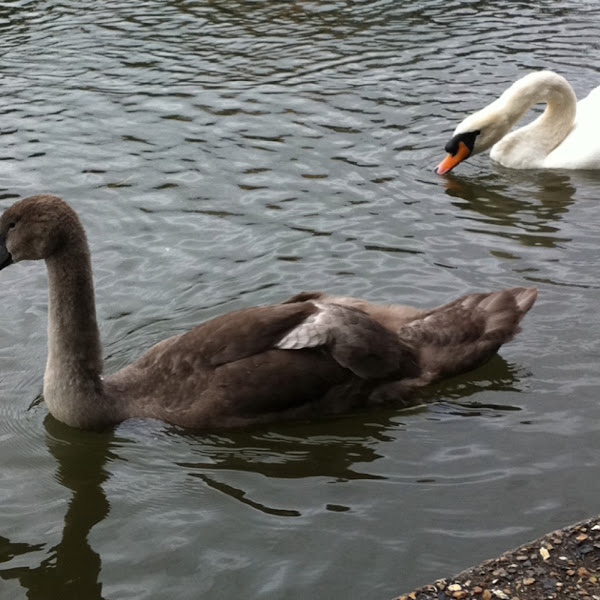 Mute swan ----Juvenile ( cygnet ) | Project Noah