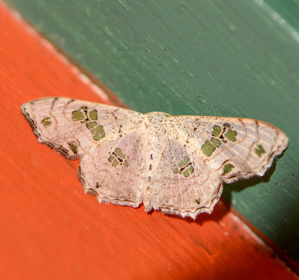 Geometer moth | Project Noah
