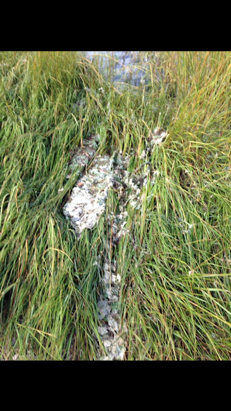 Grass | Project Noah