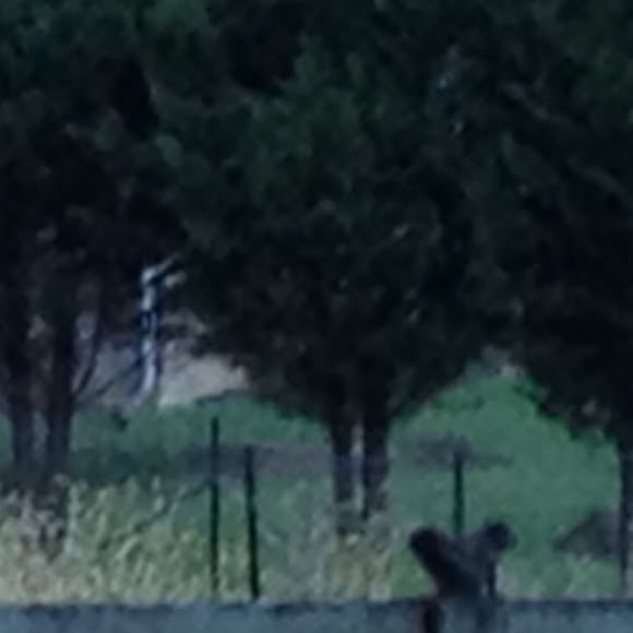 Black Squirrel | Project Noah