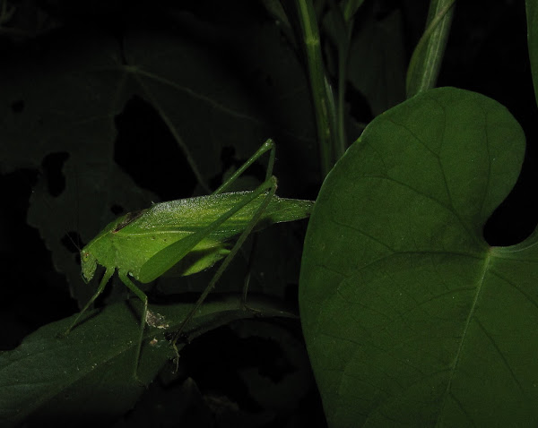 Texas False Katydid | Project Noah