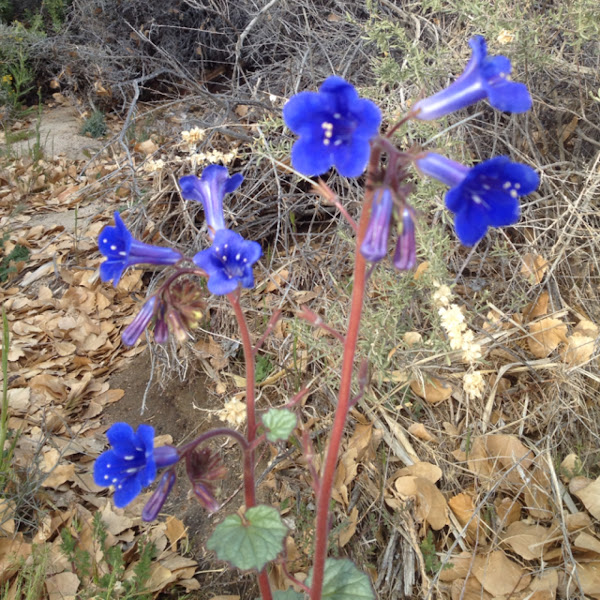 California Bluebell | Project Noah