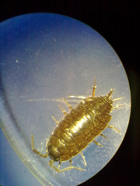 Bicho-de-conta; Tatuzinho | Project Noah