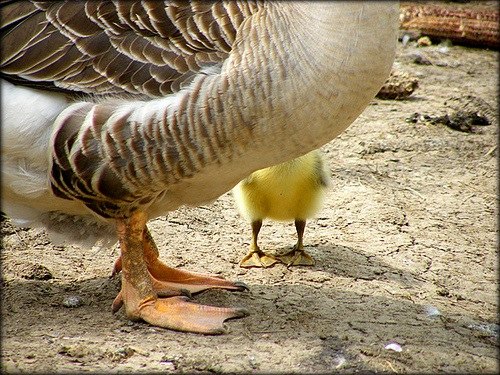 Tata Gansac & Fiul | Project Noah