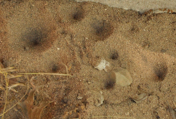 Antlion (holes) | Project Noah