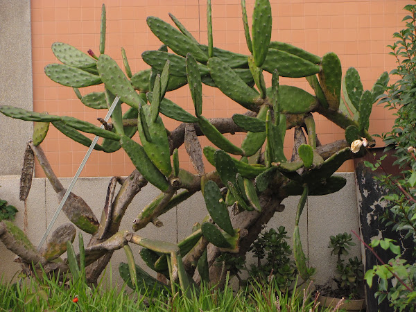 Paddle cactus | Project Noah