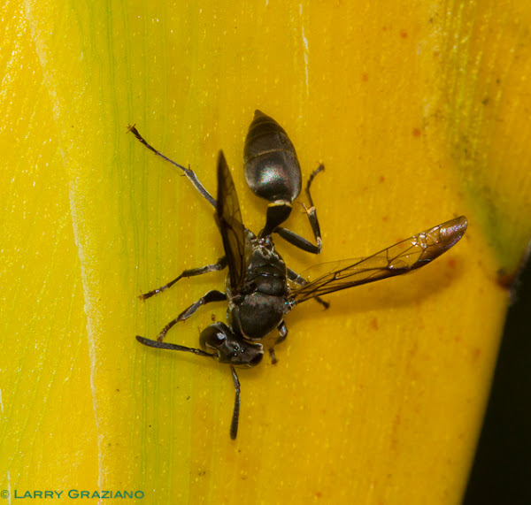 Wasp | Project Noah