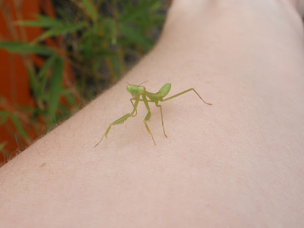 Praying Mantis Ootheca | Project Noah