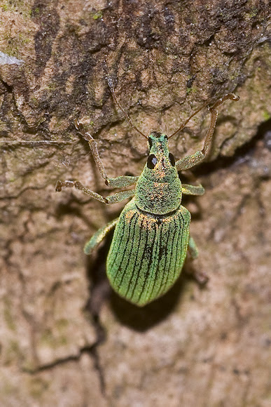 Green weevil / Grüner Rüsselkäfer | Project Noah
