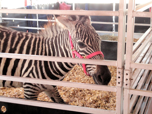 Plains zebra | Project Noah