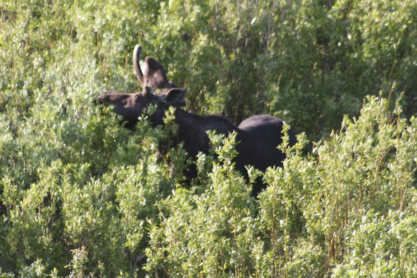 Moose | Project Noah